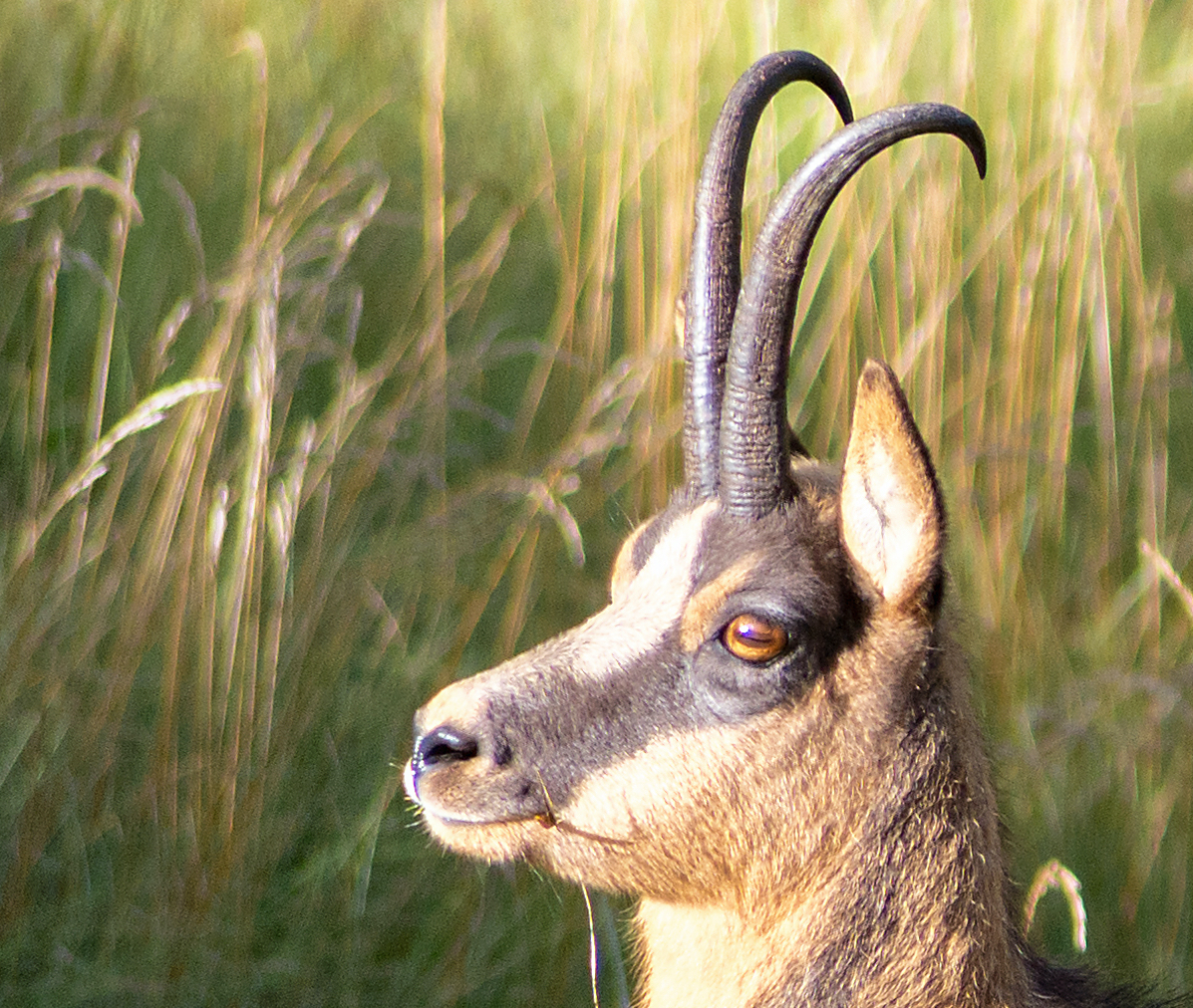 Gamswild - Wissen für die Jägerprüfung