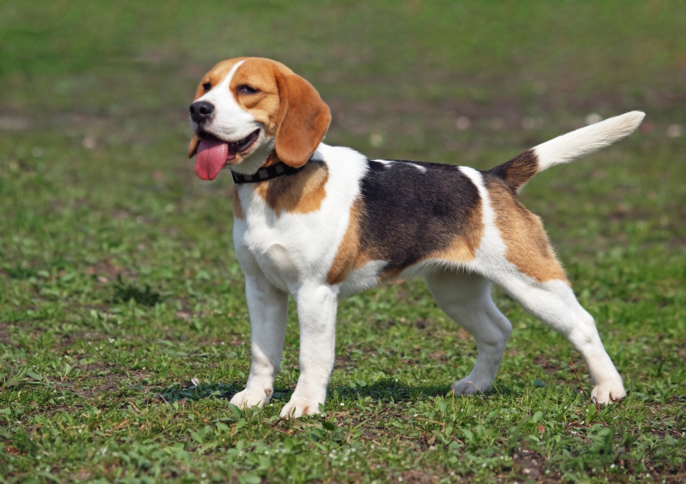 Jagdhunderassen - Wissen für die Jägerprüfung