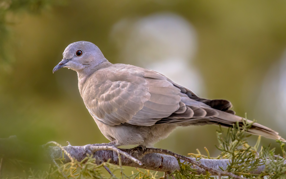 Wildtauben - Wissen für die Jägerprüfung
