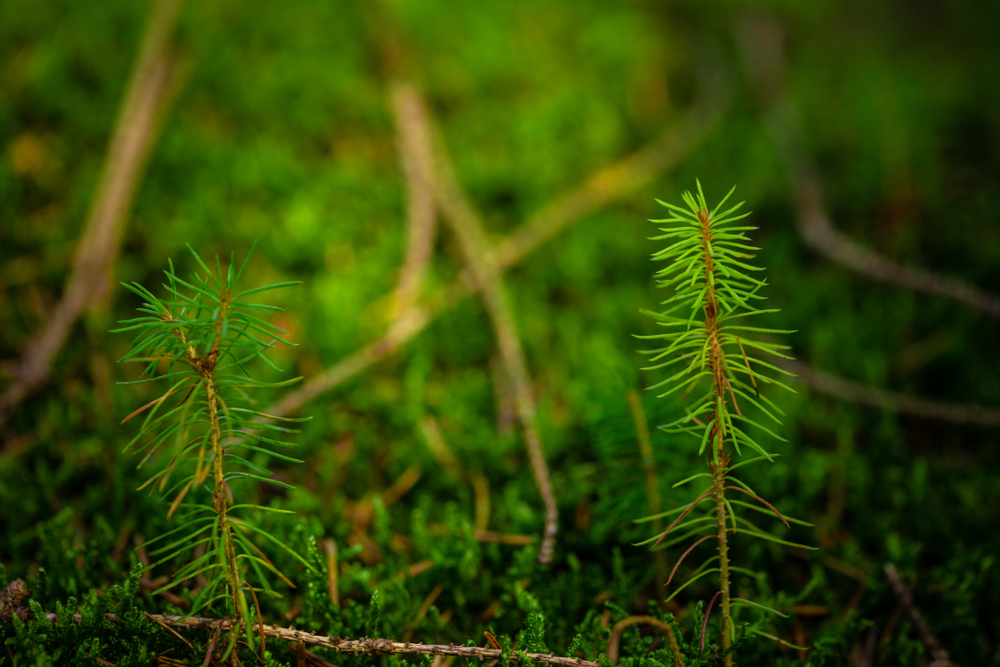 Bäume - Wissen für die Jägerprüfung