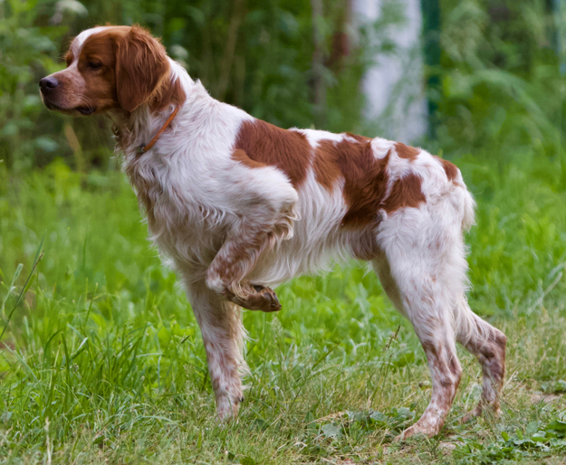 Jagdhunderassen - Wissen für die Jägerprüfung