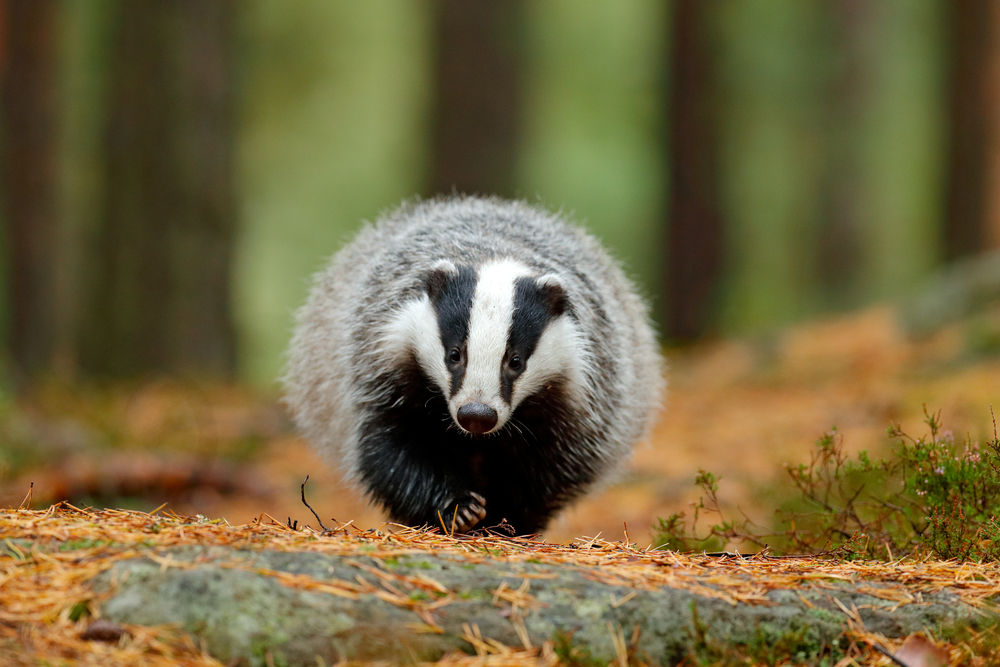 Dachs - Wissen für die Jägerprüfung