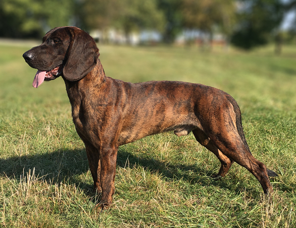 Jagdhunderassen - Wissen für die Jägerprüfung