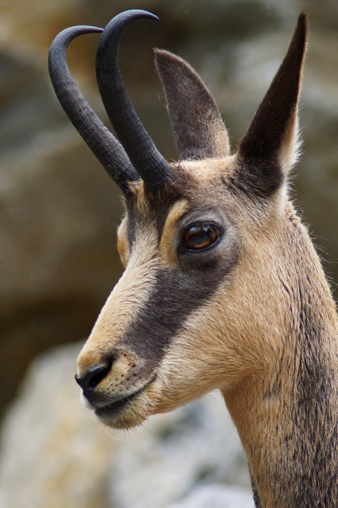 Gamswild - Wissen für die Jägerprüfung