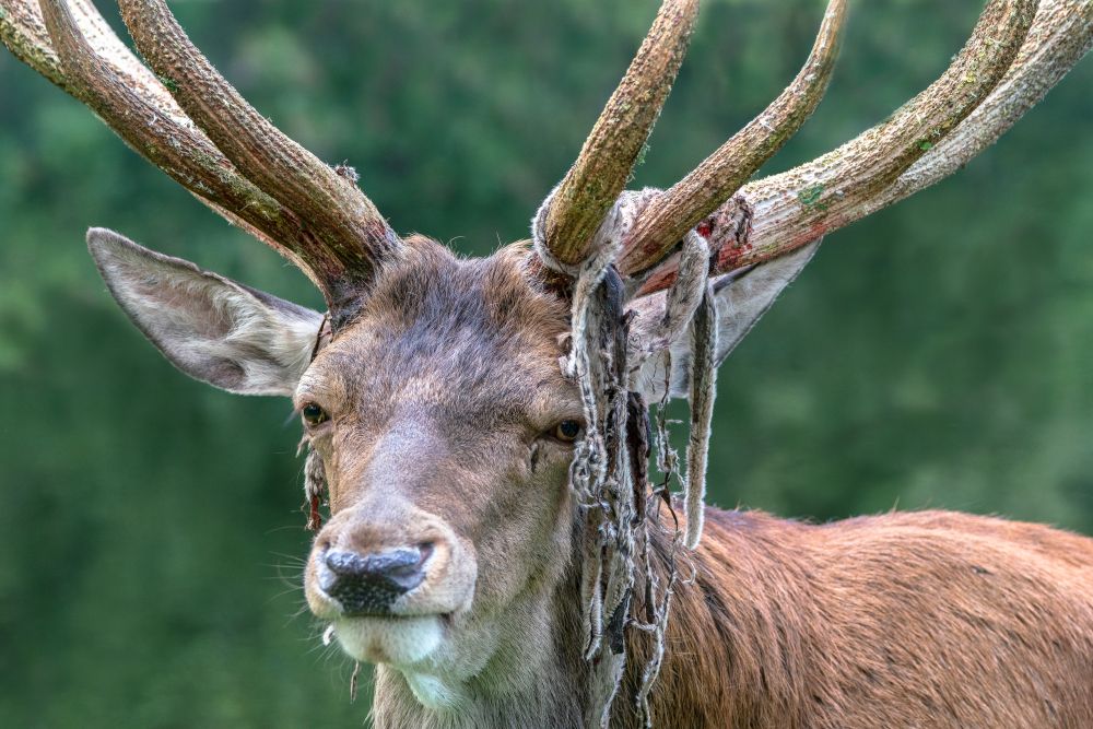 Rotwild - Wissen für die Jägerprüfung