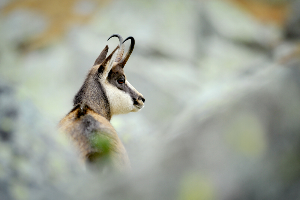Gamswild - Wissen für die Jägerprüfung