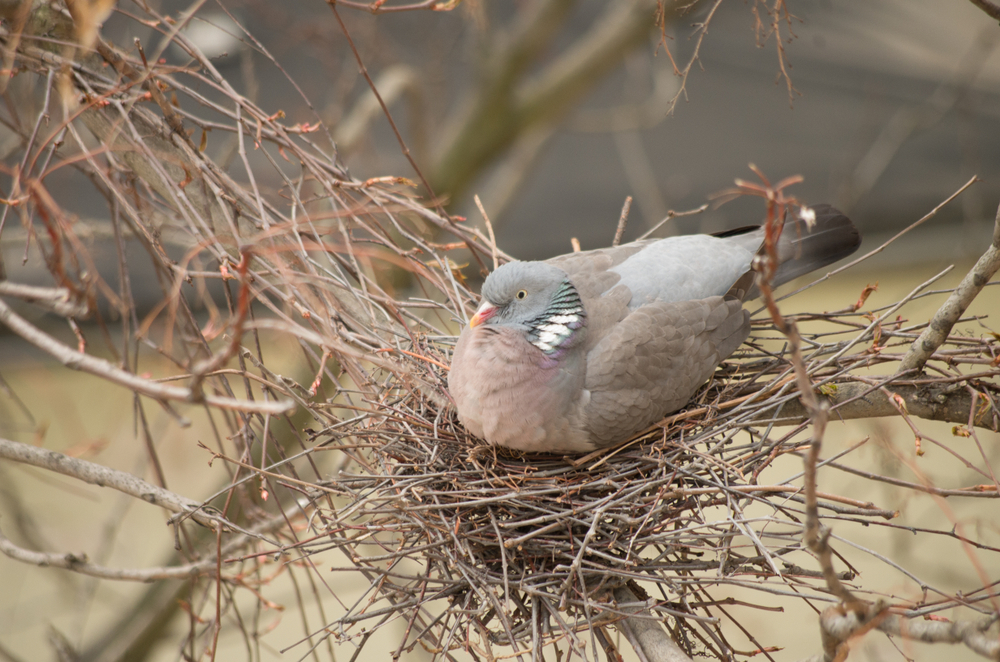 Wildtauben - Wissen für die Jägerprüfung